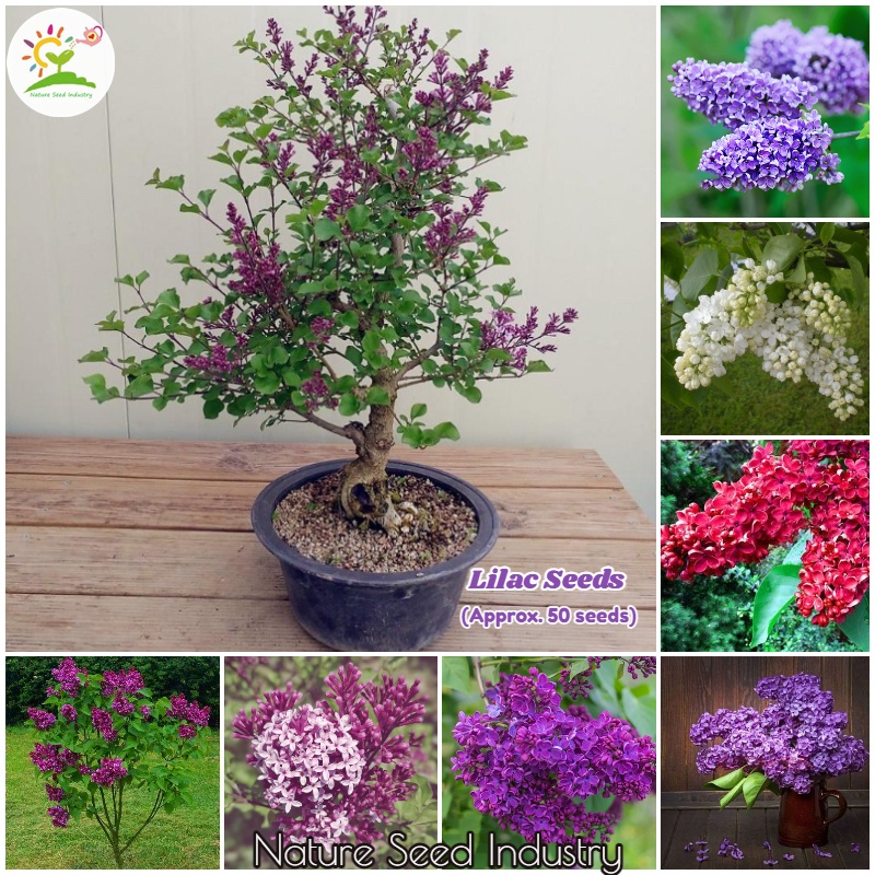 [Fast Germination] Rare Lilac Flower Seeds (50pcs Seeds for Planting ...