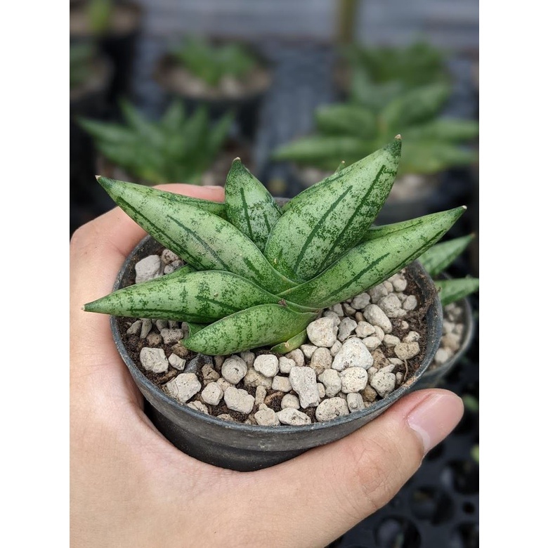 Sansevieria Boncel How To Care For Sansevieria 'Dwarf Boncel':