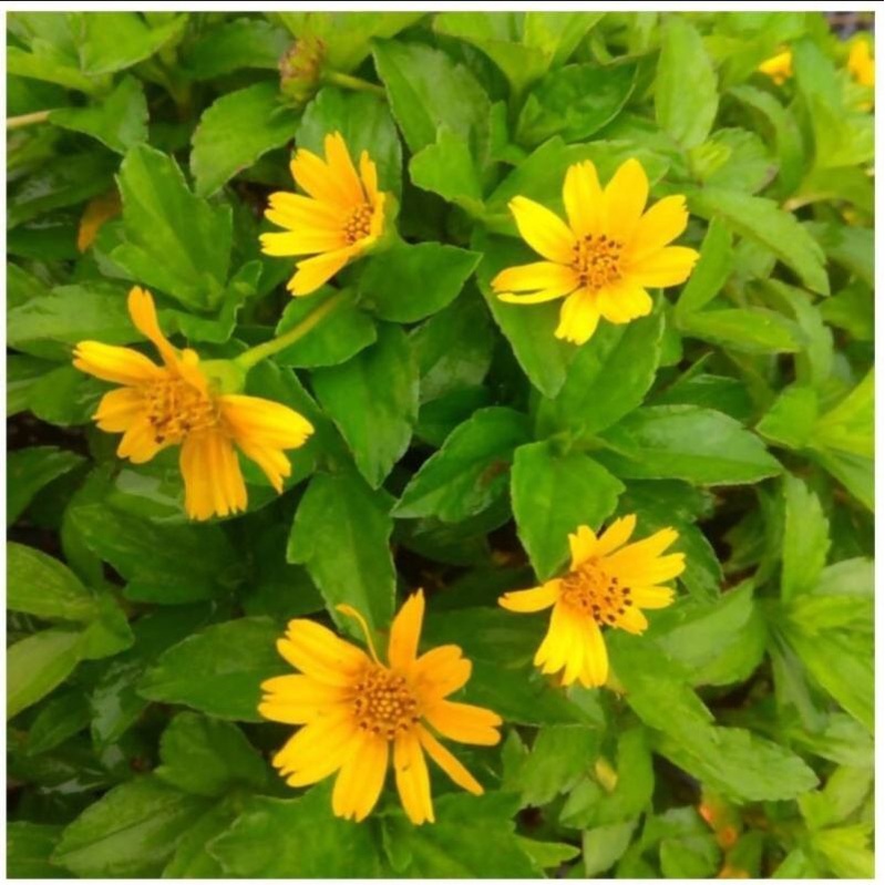 Sphagneticola trilobata, Yellow Creeping Daisy, Wedelia (0.3m) | Shopee Singapore