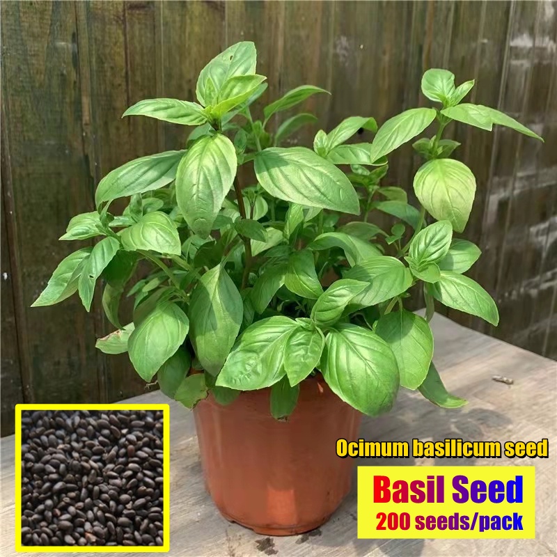 Singapore 200seeds Organic Italian Large Leaf Basil Seeds 大叶罗勒种子 Tanam ...
