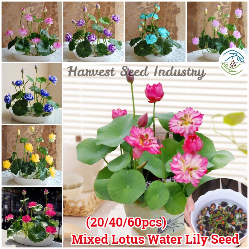 Easy to grow 10-20pcs Mixed Color Mini Lotus Water Lily Bonsai Seeds ...