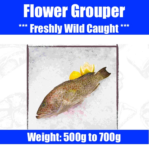 (Delivery at $3.99) Freshly Wild Caught Flower Grouper Whole Fish 500g ...