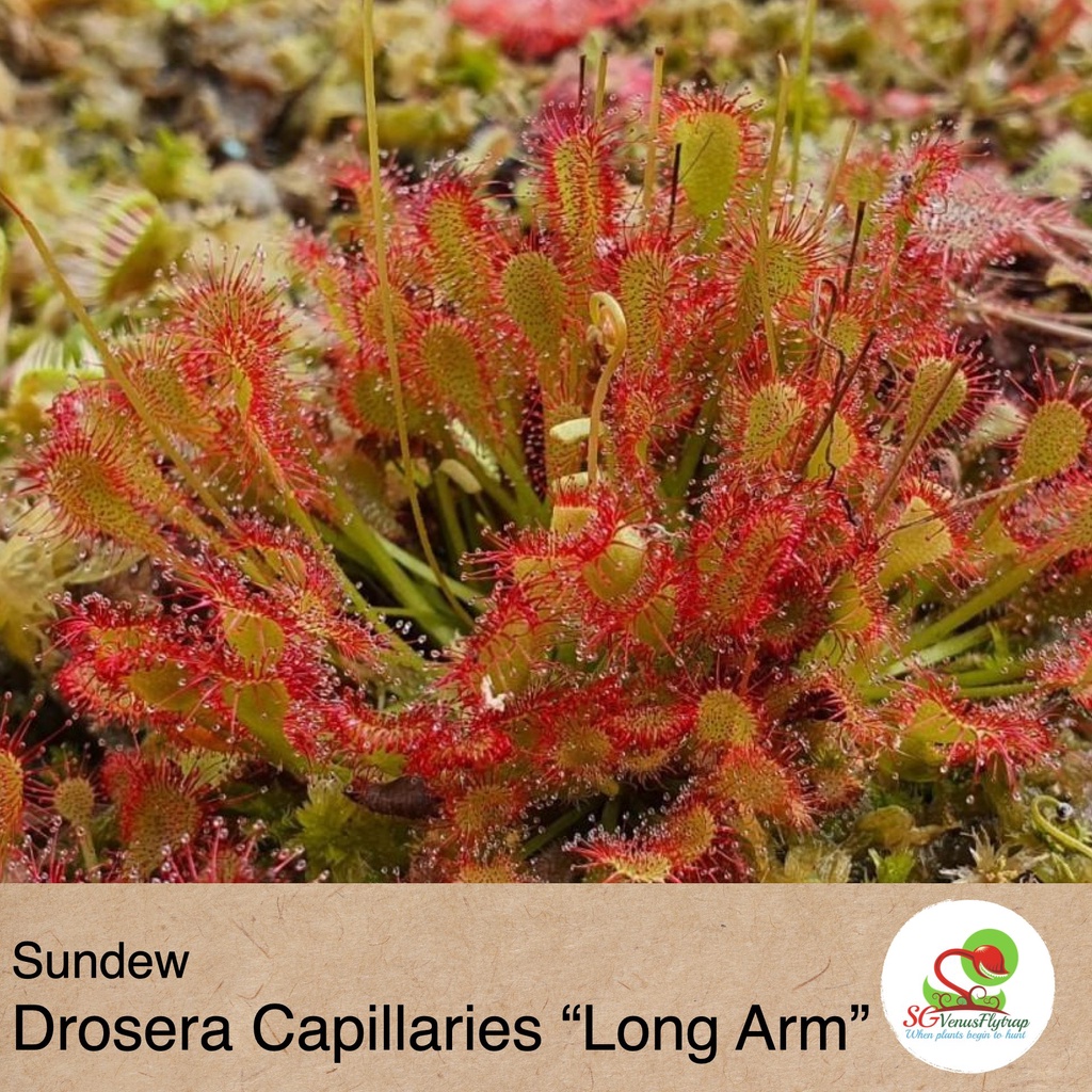 ☘️ Drosera Capillaris – Pink Sundew | Live Carnivorous Plant | Beginner ...