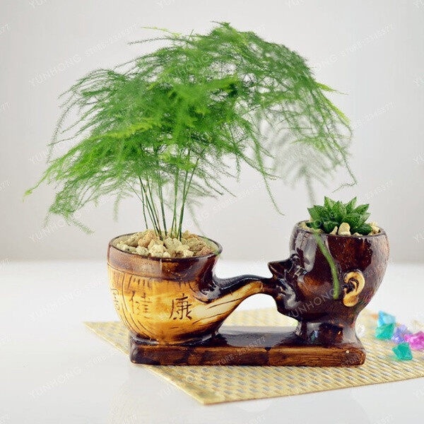 Singapore Ready Stock Asparagus Fern Tree Seeds for Planting (50pcs Per ...