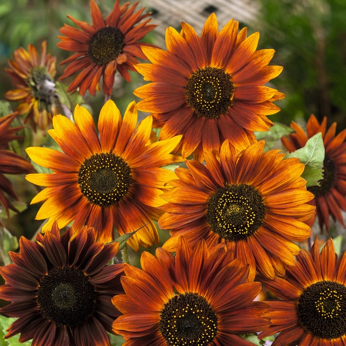 Sunflower Dwarf Mardi Gras 35 Seeds Flower Heirloom Specially Sourced ...