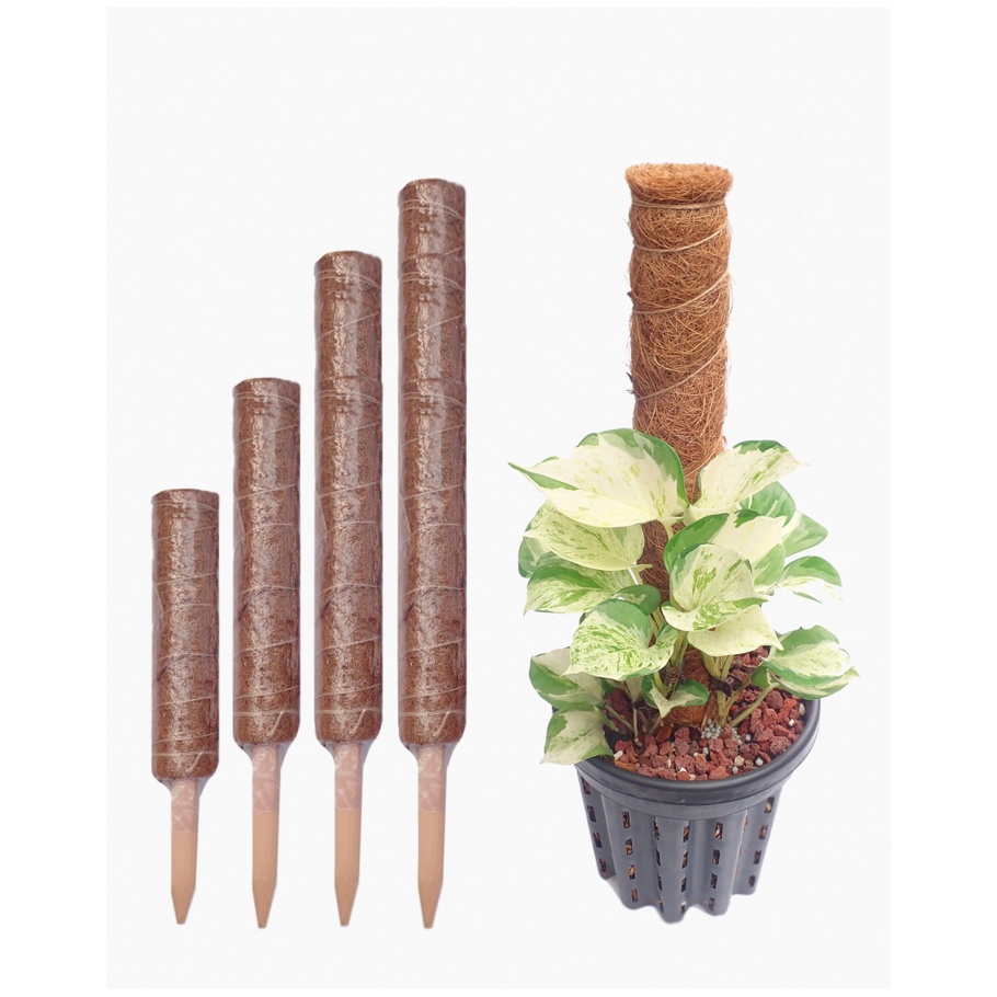 Extendable Coir Moss Plant Support Pole Coco Pole | Shopee Singapore