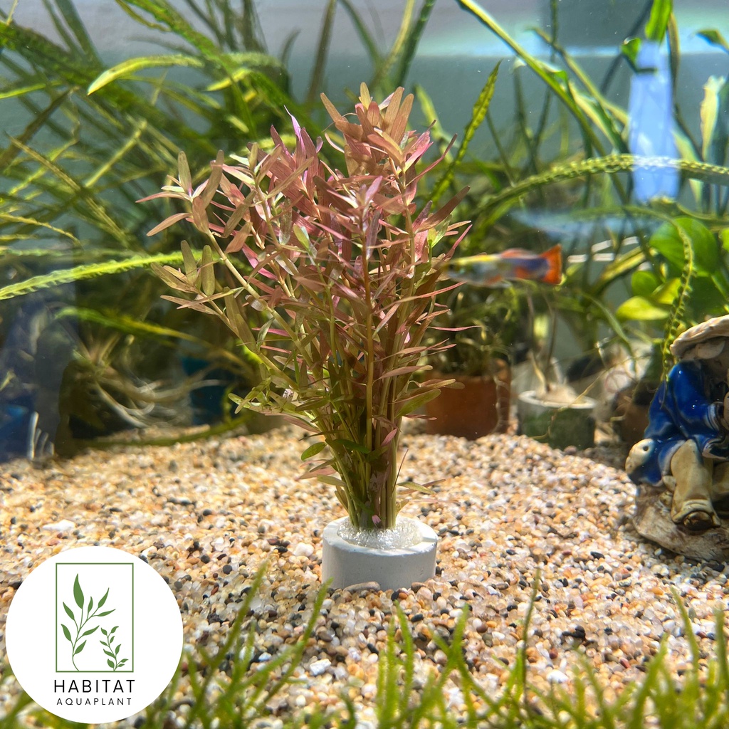 Rotala Rotundifolia Fresh Live Aquarium Aquatic Plants | Shopee Singapore