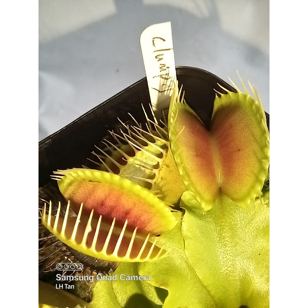 Insect Eating Plant Dionaea muscipula Venus Fly Trap VFT 'Clumping ...