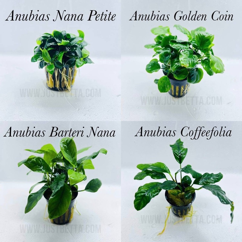Anubias var. - Aquatic Live Plant Aquarium Aquascape Anubias Nana ...