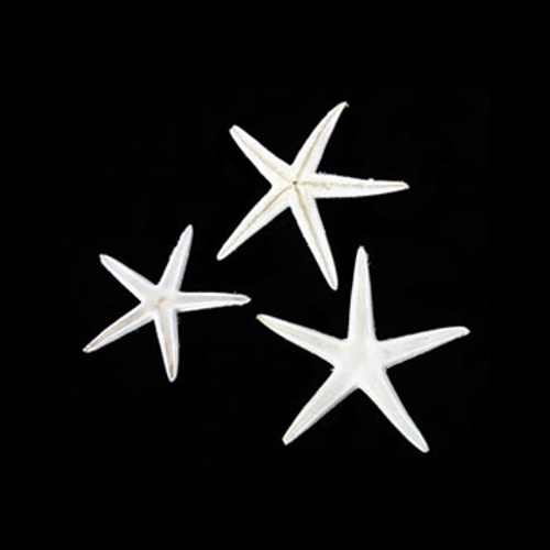 White Flat Starfish 30 pcs sea stars fragile - Sealife - Seashelll ...
