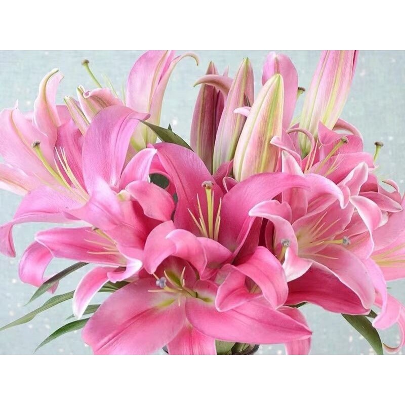 Fresh Oriental Lily Flower - Fresh Flowers Arrangement Online Flower ...