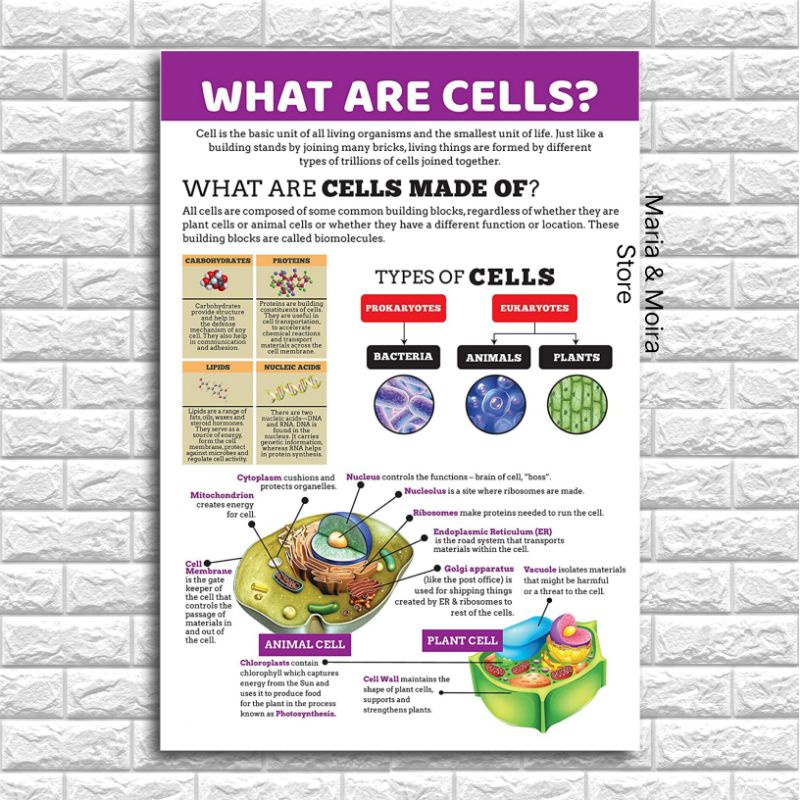 WHAT ARE CELLS? Laminated Educational Wall Chart| A4 Size Educational ...