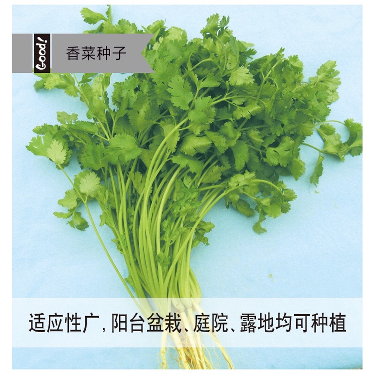 Coriander/Chinese Parsley/Cilantro Seeds Organic 香菜 种子 | Shopee Singapore