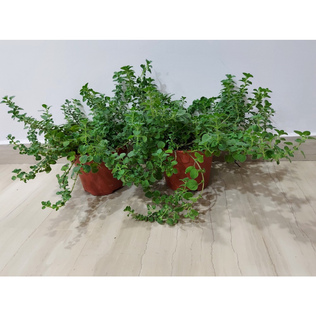Oregano Potted House Home Potted Plant Herb | Shopee Singapore