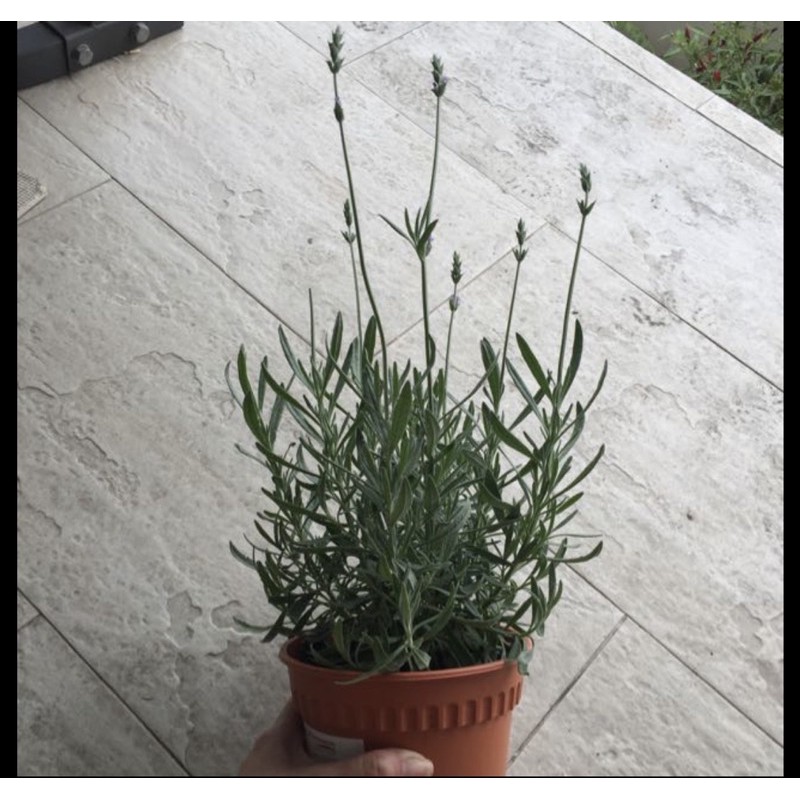 Dwarf Lavender Plant Rare Edible | Shopee Singapore
