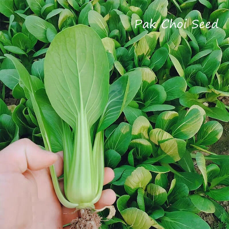 Singapore Ready Stock 200 Seeds Pak Choi Seed for Planting Vegetables ...