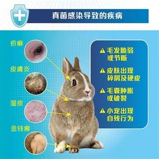 Dr. Rabbit Fungus Disinfectant 60ml Bovidis Spray Rabbit Ringworm Skin ...