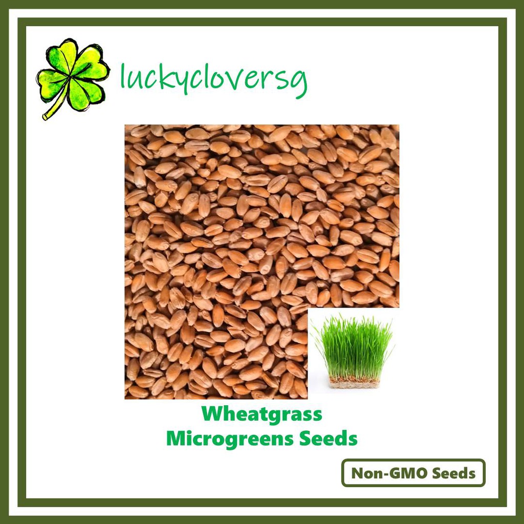 [200g, 500g, 800g, 2000g] Wheatgrass / Wheat Grass / Microgreens ...