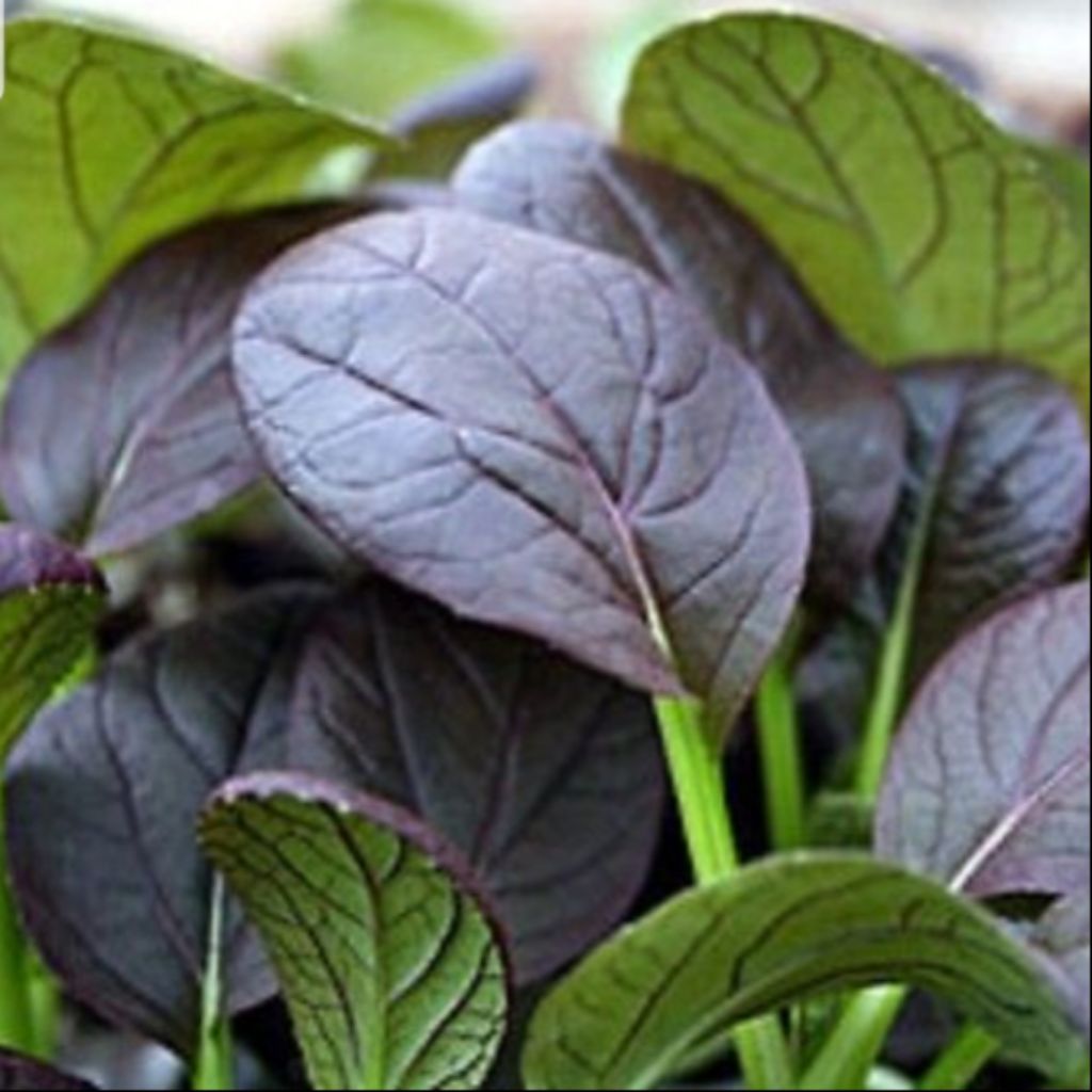 150 Red Komatsuna (Japanese Mustard Spinach seeds) (fr SG) | Shopee ...