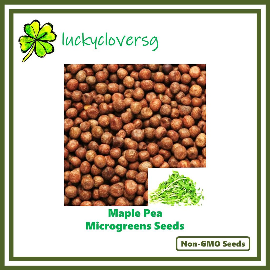 [200g, 500g, 800g, 2000g] Maple Pea Sprouts Dou Miao Seeds Microgreen ...