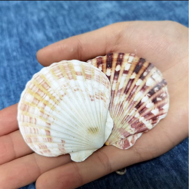 Natural seashell Opae Ula tank | Shopee Singapore