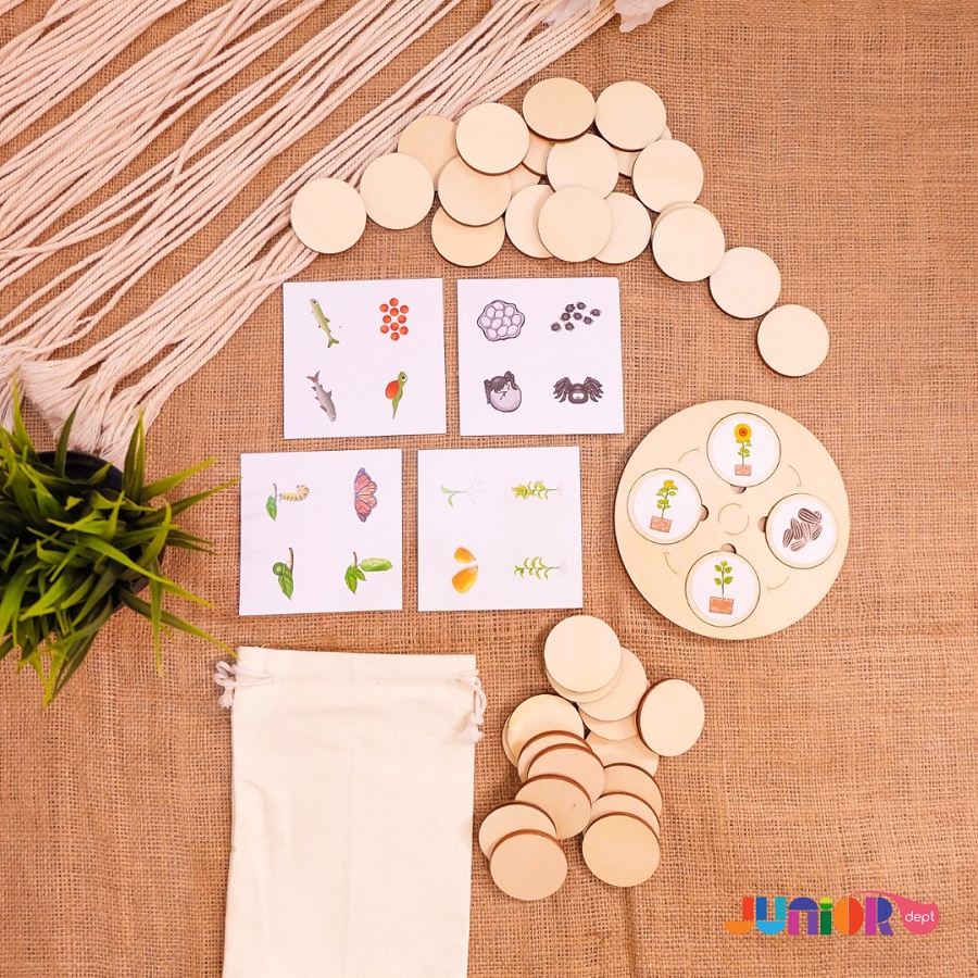 Wooden Montessori Life Cycle Complete Set / Metamorphosis Life Cycle ...