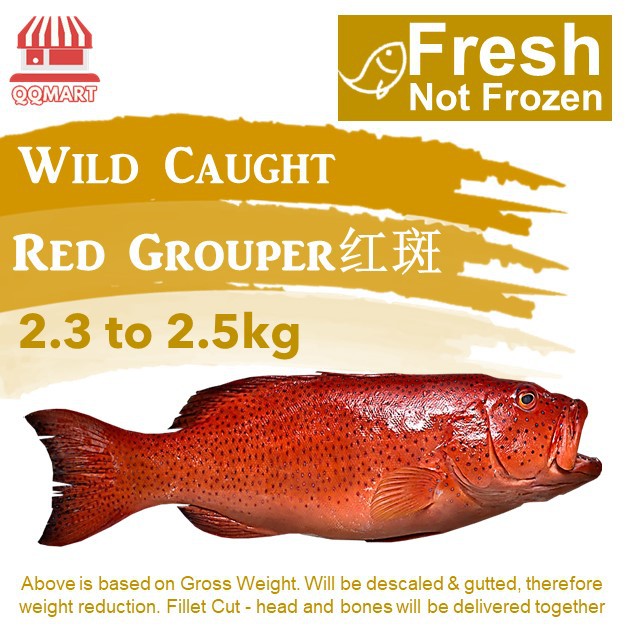 QQMart Fresh Seafood - Wild Caught Fresh Large Red Grouper (红斑) (Not ...