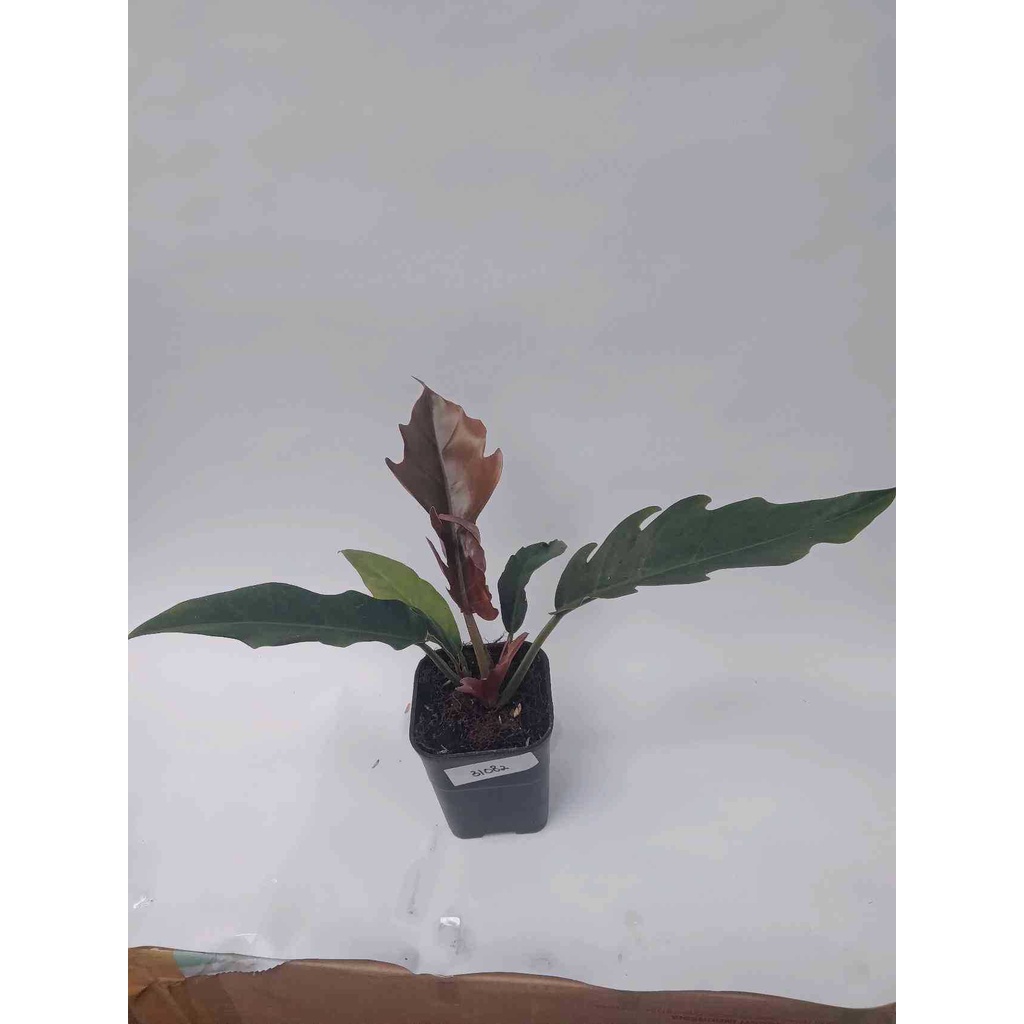 Philodendron Caramel Marble (31082) | Shopee Singapore