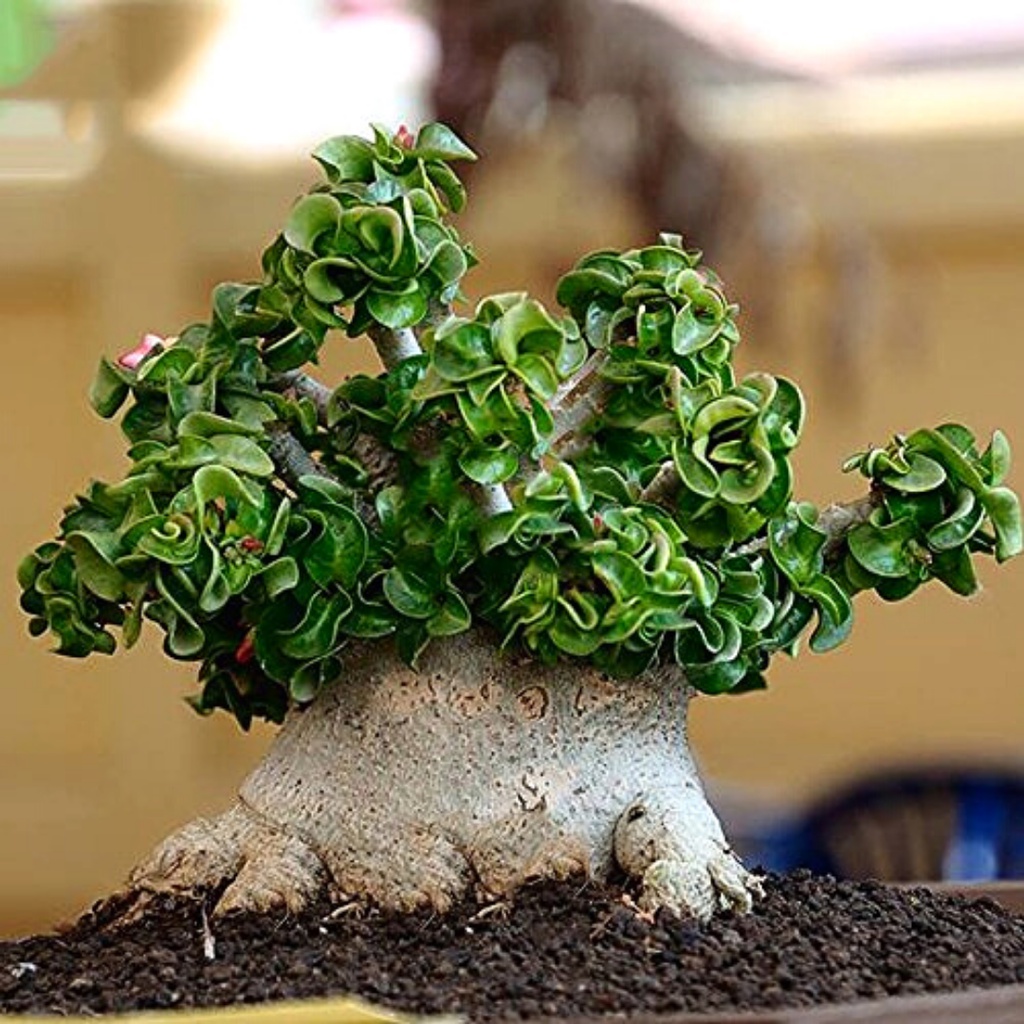 5 pcs | Rare Adenium DHA Seed | Shopee Singapore