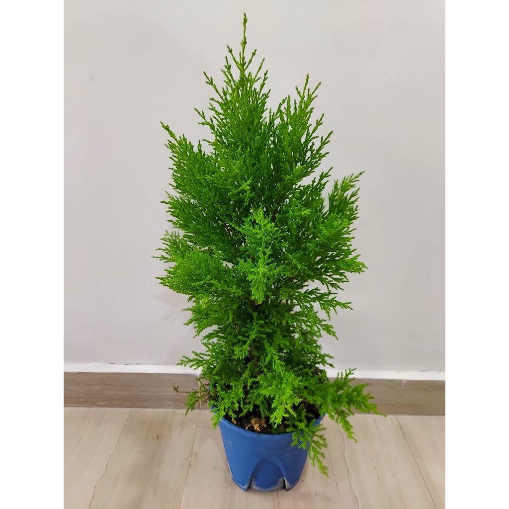 Christmas Tree Cupressus Goldcrest Lemon Cypress Home House Indoor ...