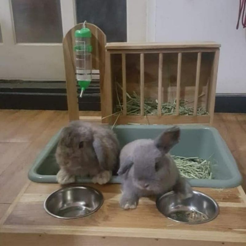 Toilet Training Rabbit Potty Train Rabbit Litter Box Rabbit | Shopee ...