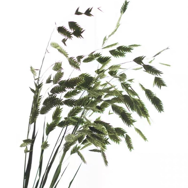 🇸🇬[SG Stock]Preserved Flowers Dried Flower Preserved Chasmanthium ...