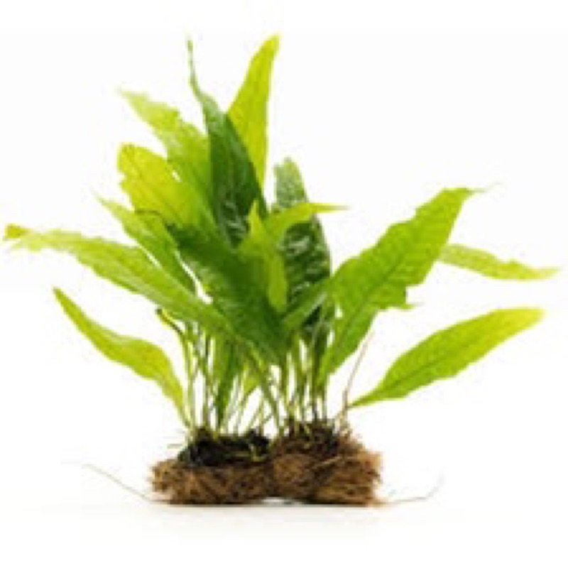SG READY STOCK | [CHEAPEST] Java Fern (Tie on Wood) Microsorum Pteropus ...