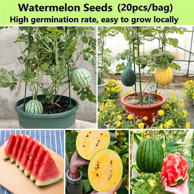 Sweet Juicy Mini Bonsai Watermelon Fruit Seeds for Sale (20 Seeds for ...