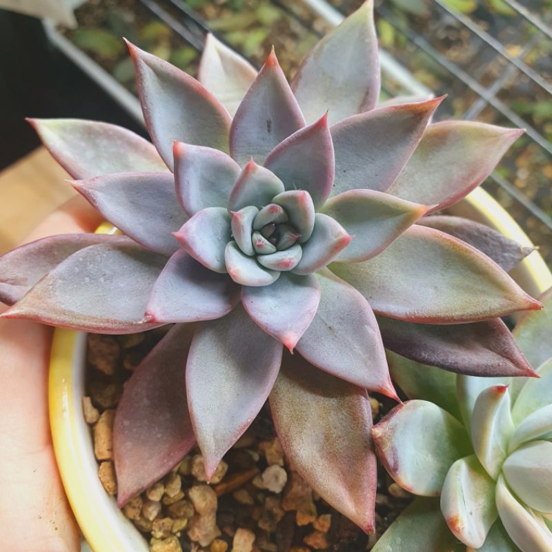 [SG SELLER] Echeveria Blue Moon Succulent | Shopee Singapore