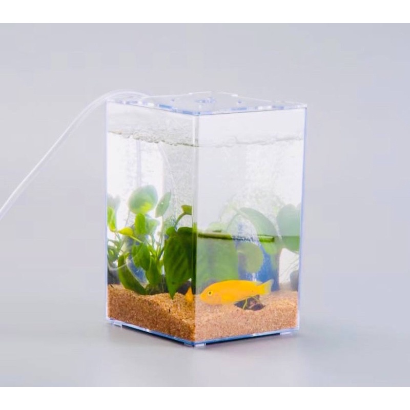 SG READY STOCK | 13x 12x 19cm Lightweight Betta Display Tank With ...