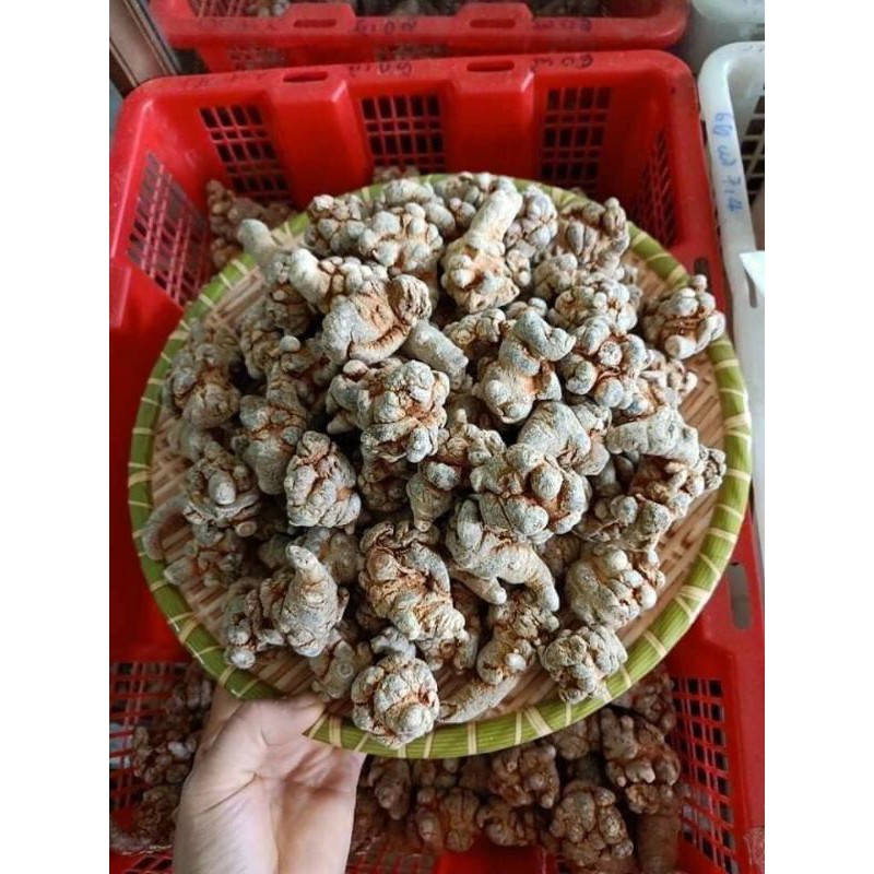 Bac Ha giang Panax notoginseng root | Shopee Singapore