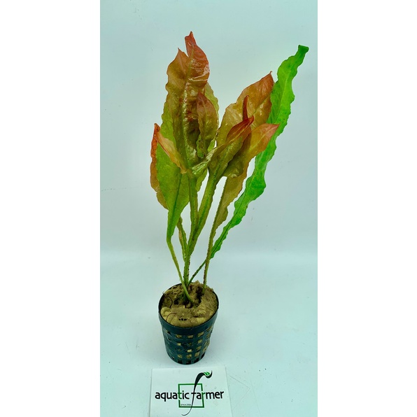 [SG READY STOCKS Live Aquatic Plant] Microsorum pteropus Red or Red ...