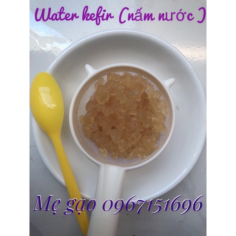 Kefir water mushroom combo (water mushroom) | Shopee Singapore