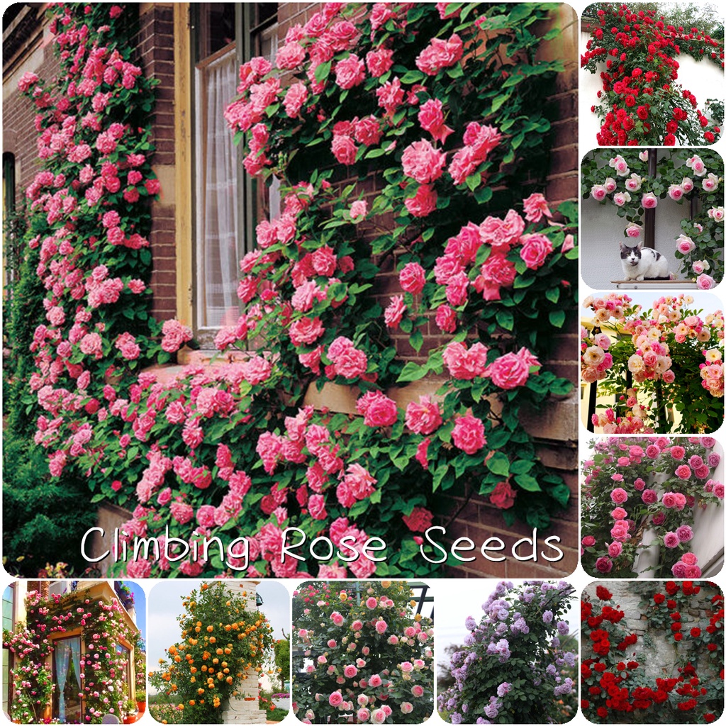 200pcs Mixed Climbing Rose Seeds for Planting Garden Decoration Items ...