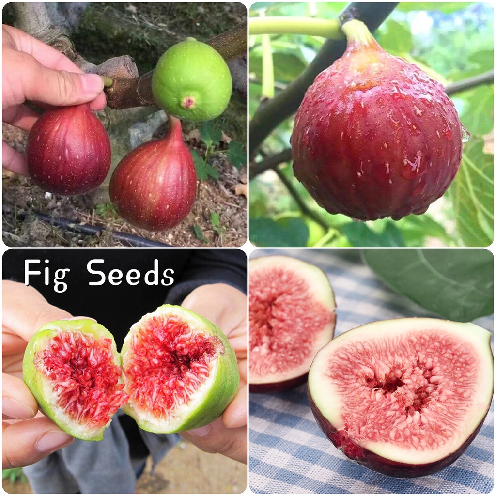 SG Ready Stock Fig Seeds Fruit Tree Seeds 100pcs Sweet Fruit Tree Seeds ...