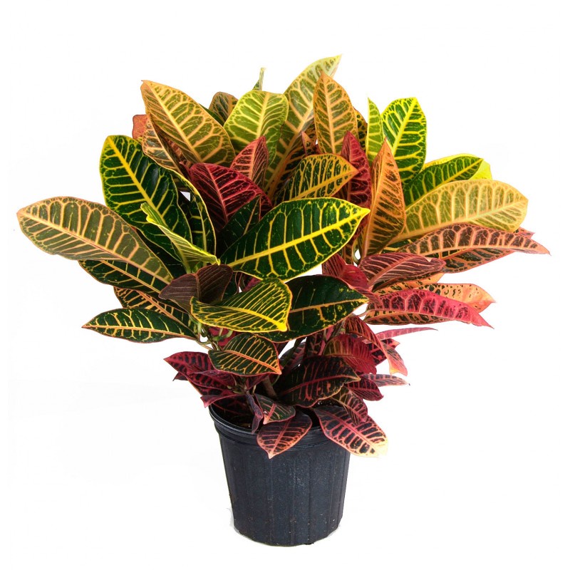 Codiaeum Croton Plant - Fresh Gardening Indoor Plant Outdoor Plants ...