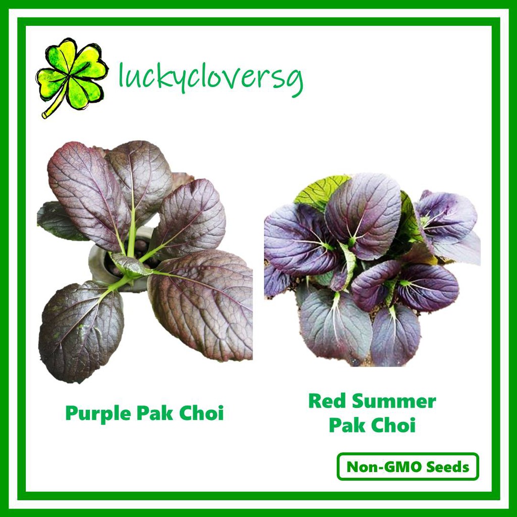 Purple Pak Choi / Red Summer Pak Choi / Bok Choy - *Seeds from SG ...