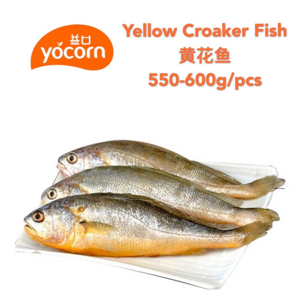 [YOCORN] Yellow Croaker Fish/Yellow Corvina Fish (Already Clean) 野生黄花鱼 ...