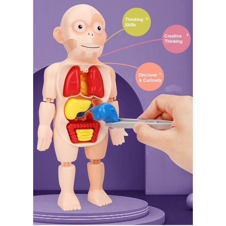 [SG] Human Body Model Science Learning Toy STEM Teaching Anatomy Model ...