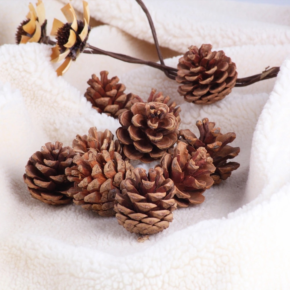 *READY STOCK* Natural Dried Pinecone - Wild Nature Rustic Pine Cone ...