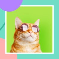 Buy Pet Accessories Products Online - Pet Supplies Deals | Shopee Singapore