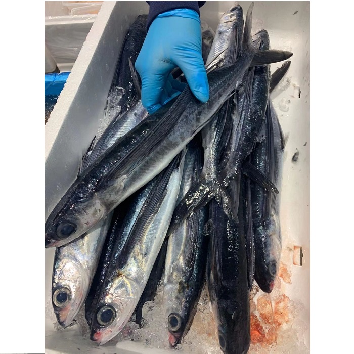 日本空运飛び魚1尾400g位 鹿児島県産 1尾 TobiUo (Kagoshima about 400g/pc)【预定】 | Shopee ...