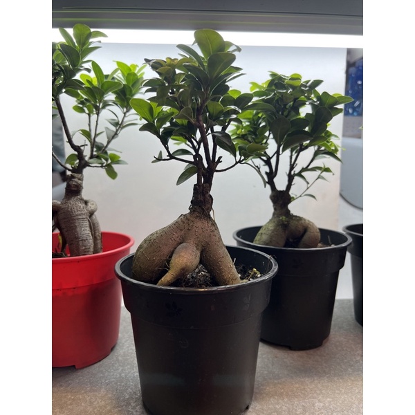Ficus Microcarpa / Chinese Banyan Bonsai | Shopee Singapore
