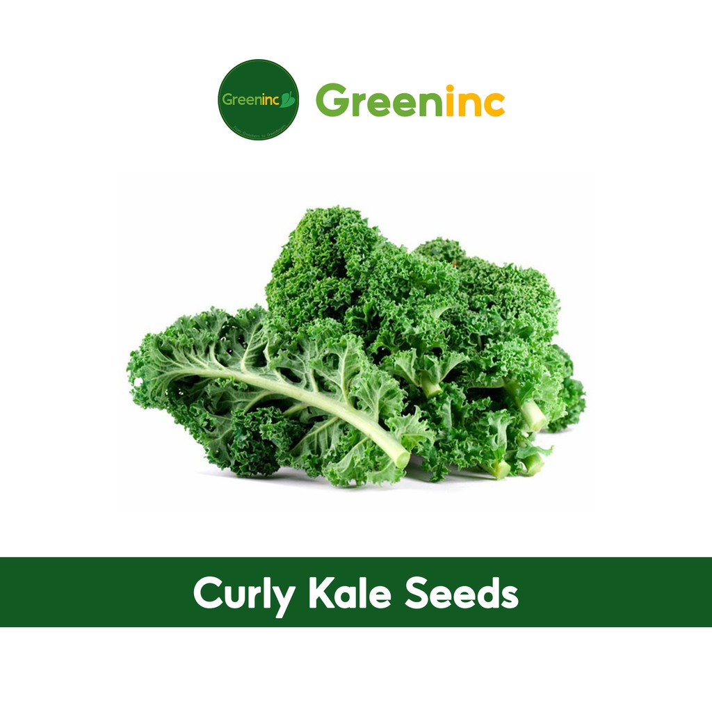 Curly Kale Seeds (羽衣甘蓝) Vegetable Seeds from SG | Shopee Singapore